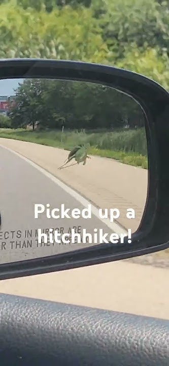 Picked Up A Hitchhiker Travel Youtube