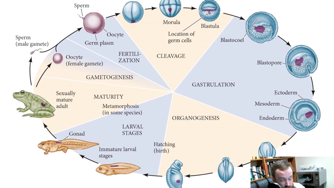 Making New Bodies (Chapter 1) - YouTube