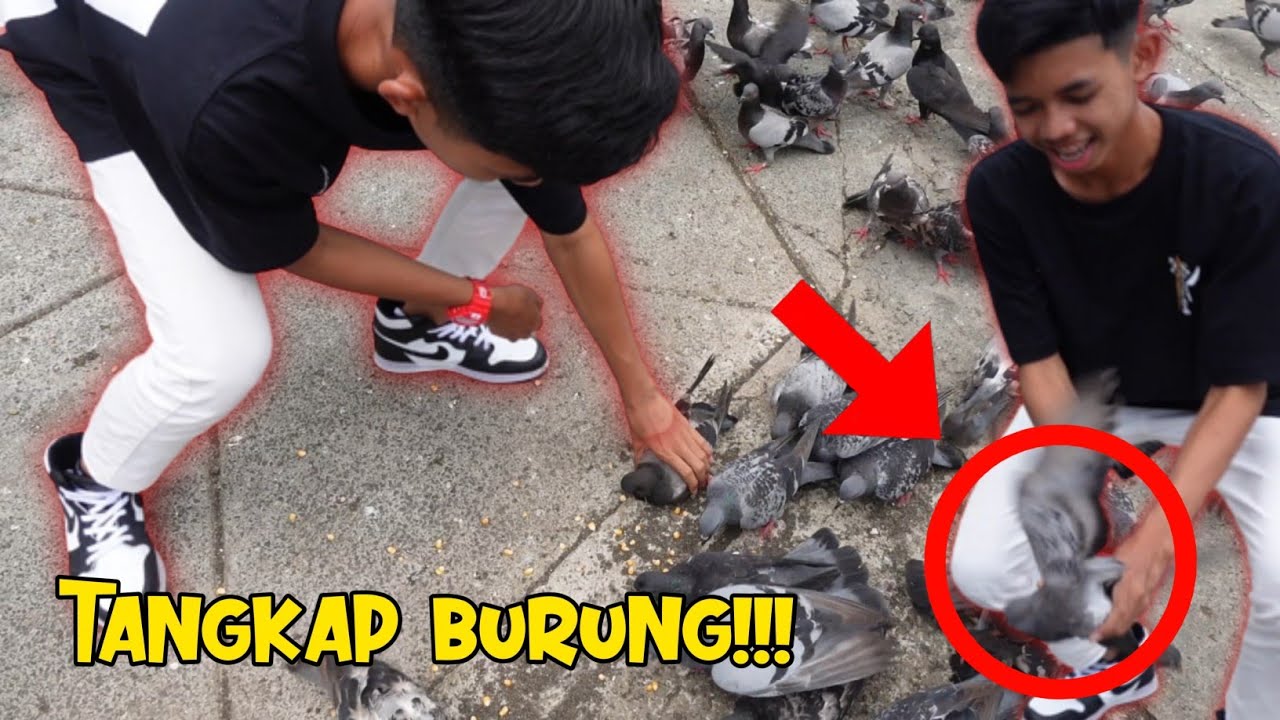 TANGKAP BURUNG MERPATI... - YouTube