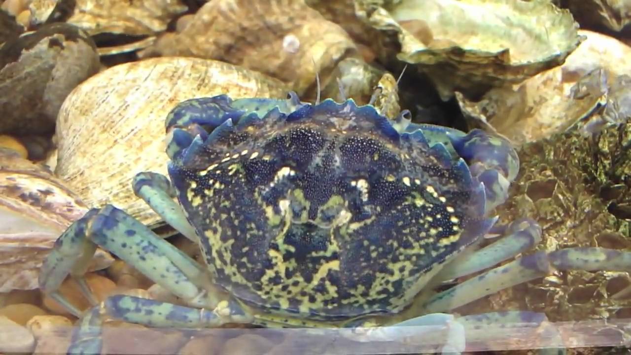 European green crab carnivorous scavenger - YouTube