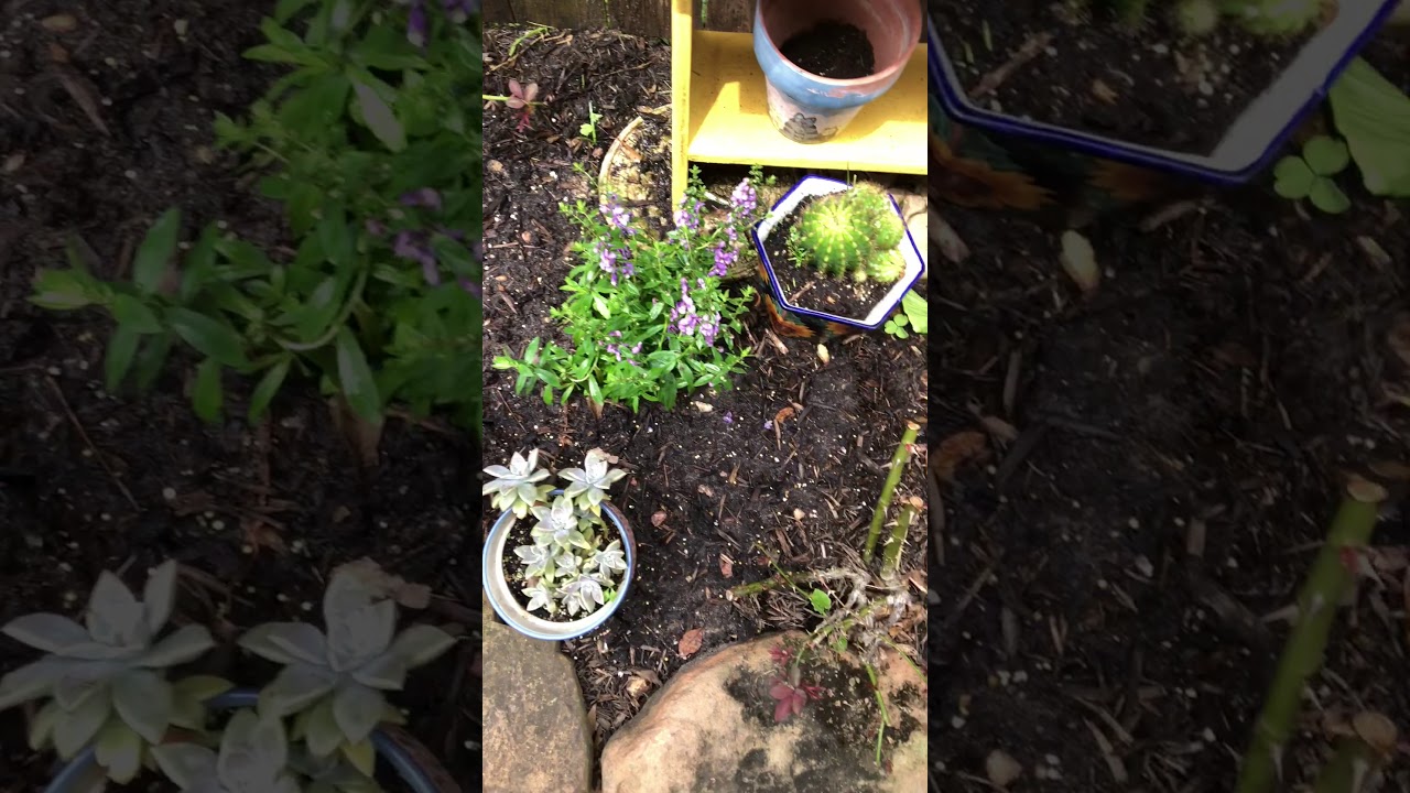 Basic Needs Of A Plant For 2nd Grade YouTube Basic Needs Of A Plant For 2nd Grade YouTube