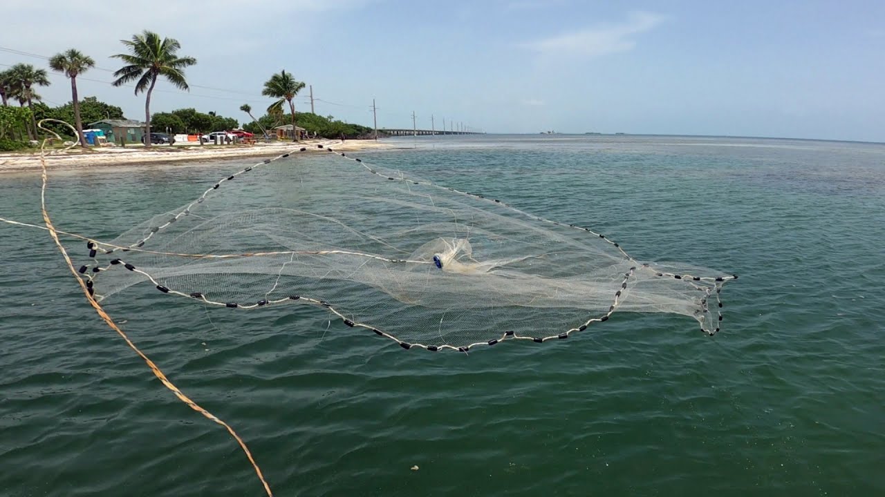 Pilchards Off The Beach - YouTube
