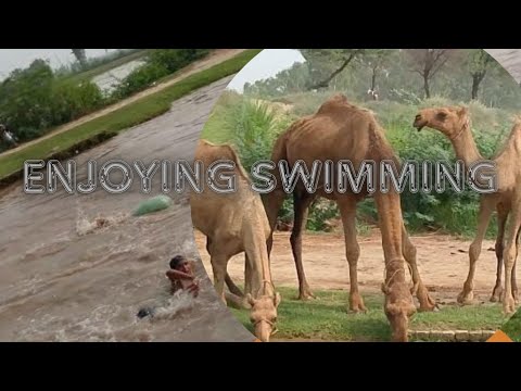 SWIMMING and enjoying CAMELS 🐫 drinking water beautiful view . - YouTube