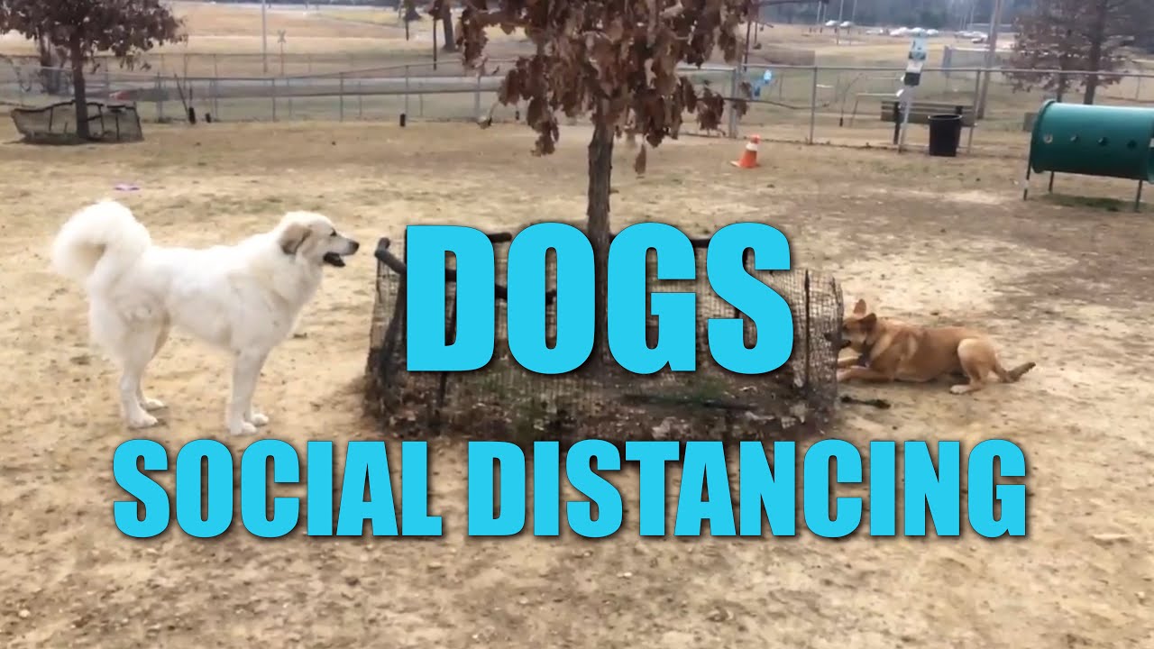 Dogs Social Distancing - YouTube