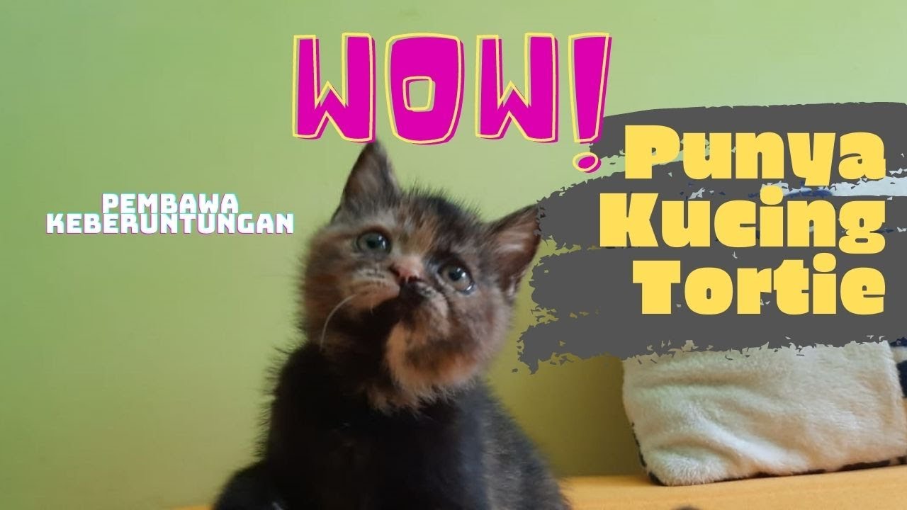 KUCING TORTIE PEMBAWA KEBERUNTUNGAN I PENGHUNI JAESAN - YouTube