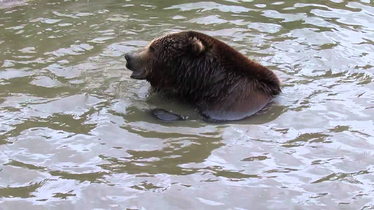 Bear on drugs ;) - YouTube