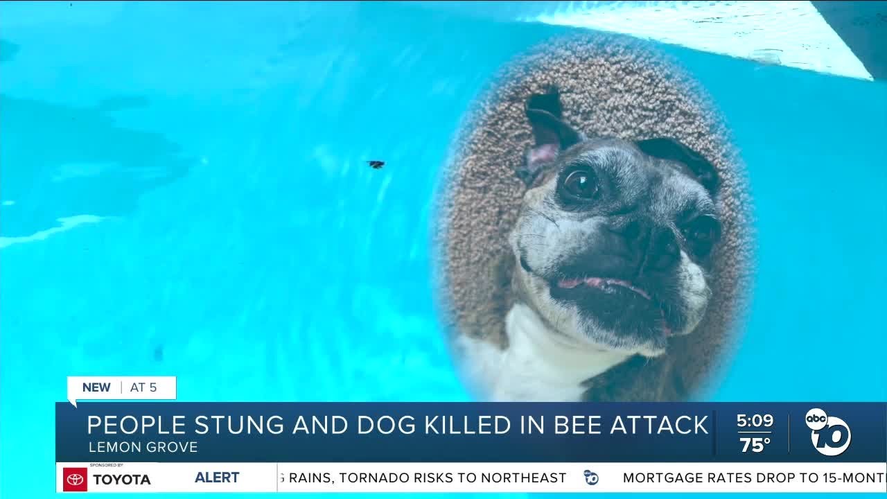 Lemon Grove bee attack leads to injuries, dog's death - YouTube