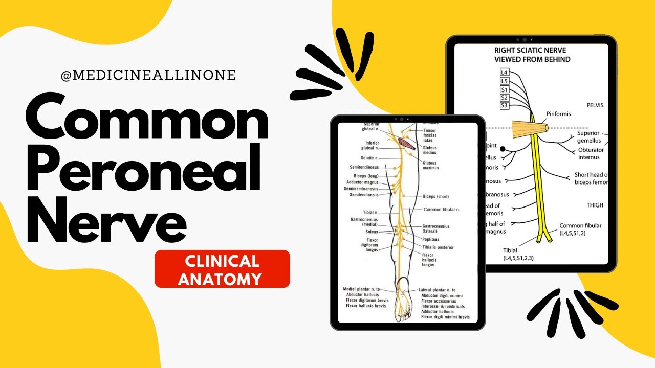 Common Peroneal Nerve and Foot Drop- course, origin, nerve root ...