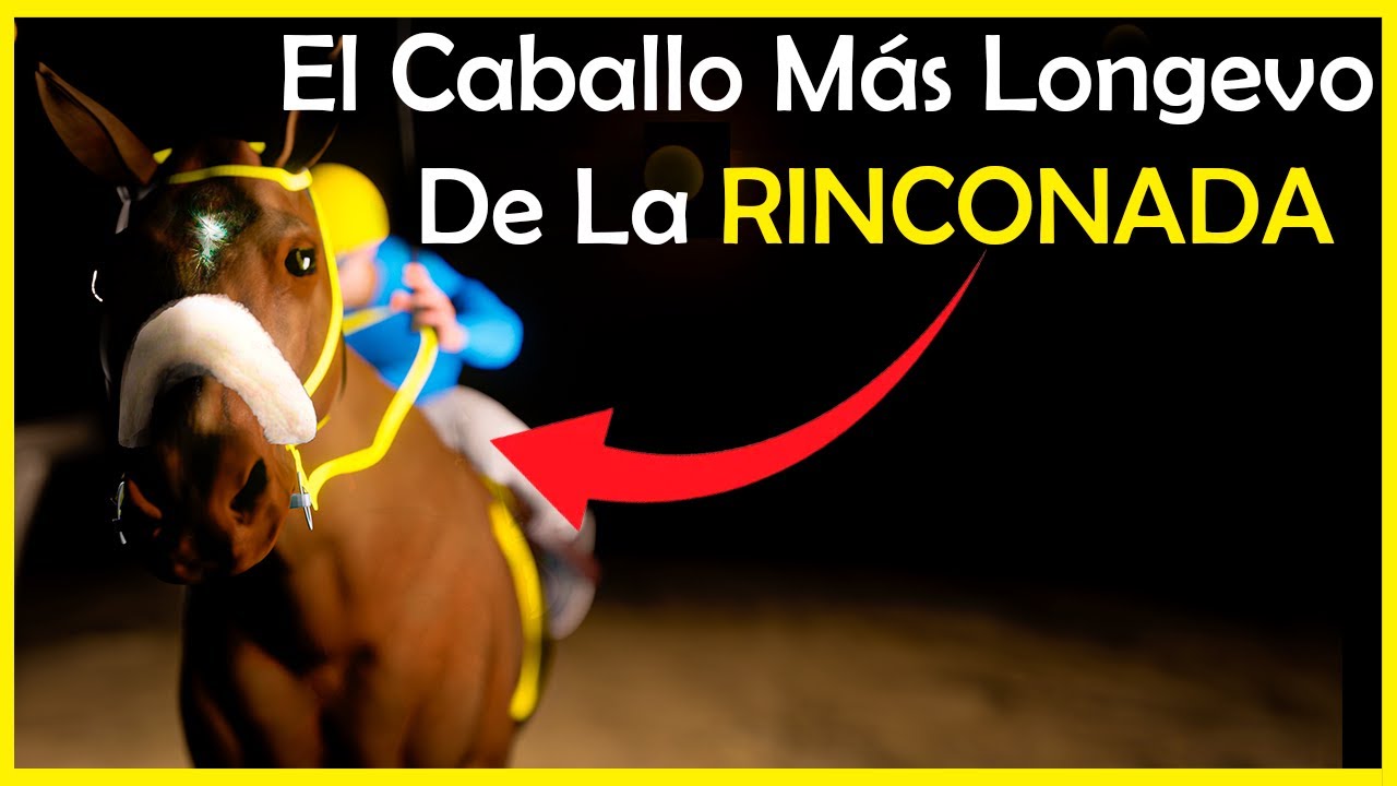 𝗘𝗟 𝗚𝗥𝗔𝗡 𝗦𝗢𝗟 ☀️ La Historia del Caballo de Carreras que llevó al Hipismo ...