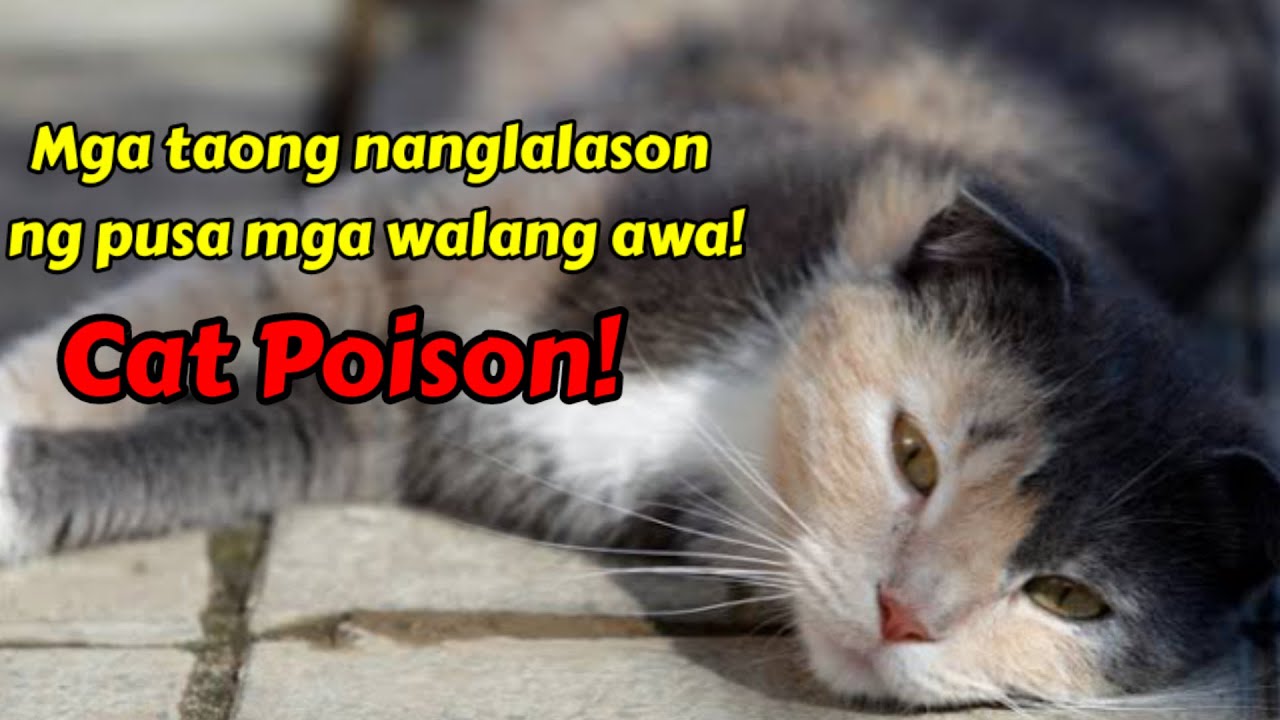 Nalason na din ba ang pusa mo? Anong palatandaan ang dapat mong malaman ...