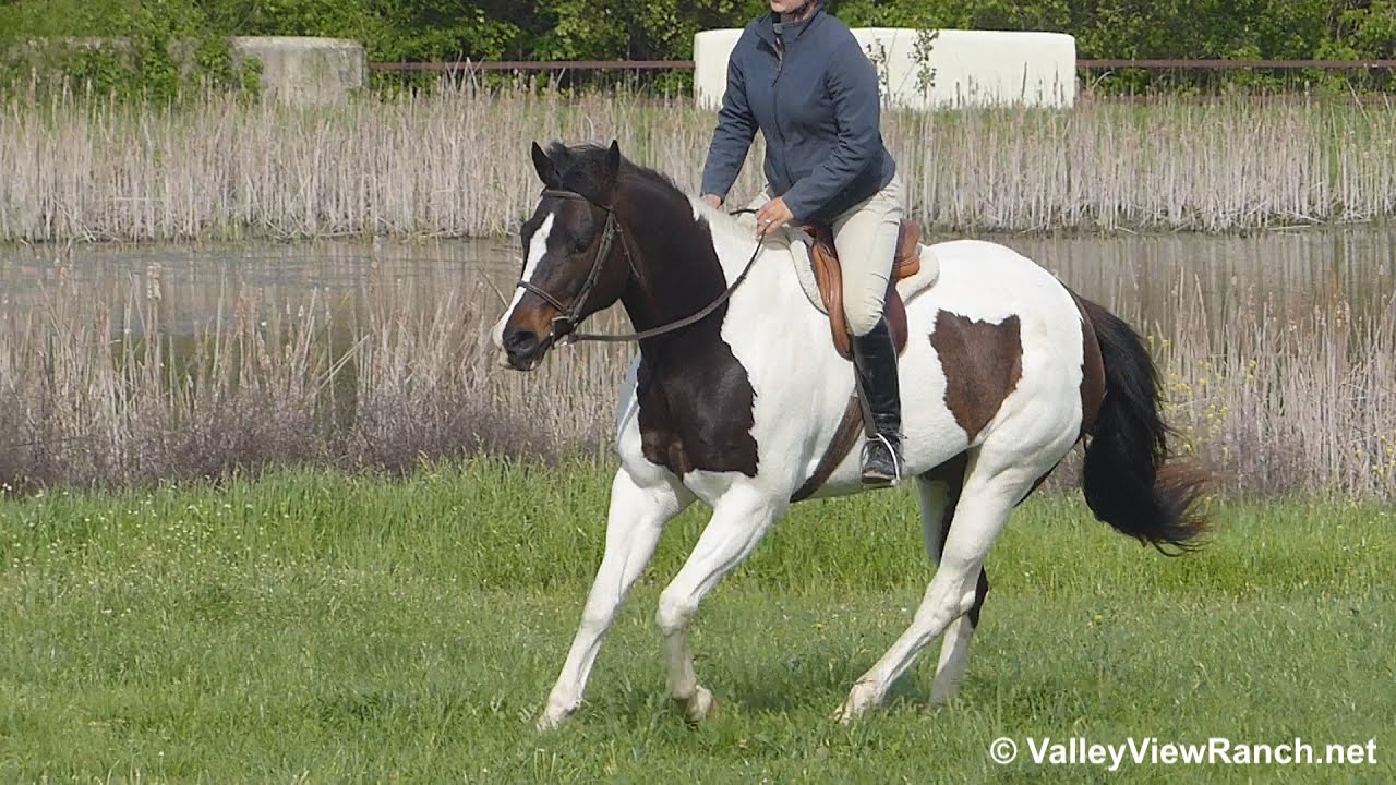 Mystic Diamond Lobo - riding english #2 - Valley View Ranch - YouTube