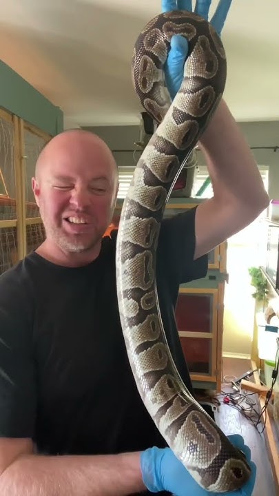 How big can ball pythons get?? #shorts #ballpython #python #snake - YouTube