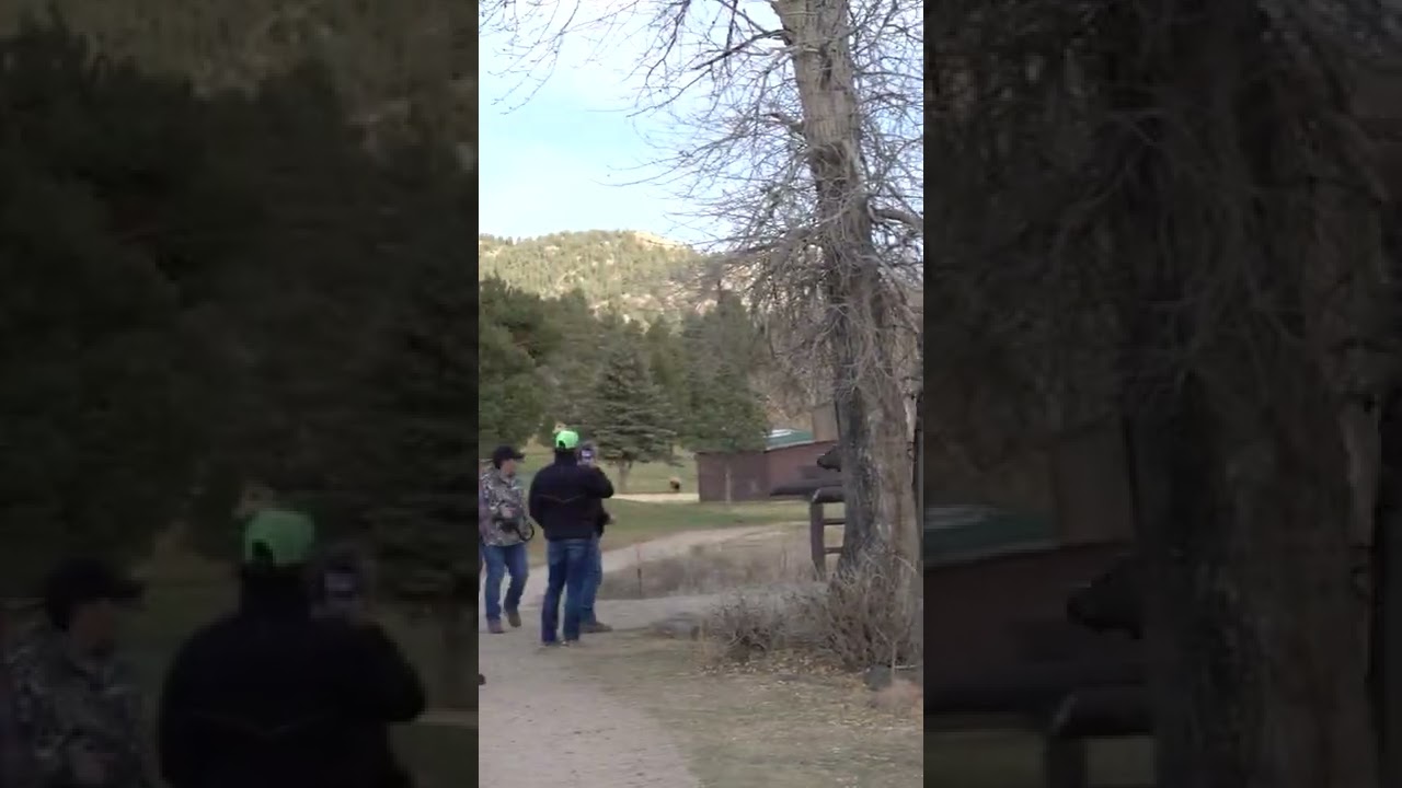Bull Elk Crossing Bridge with People Way Too Close #shorts - YouTube