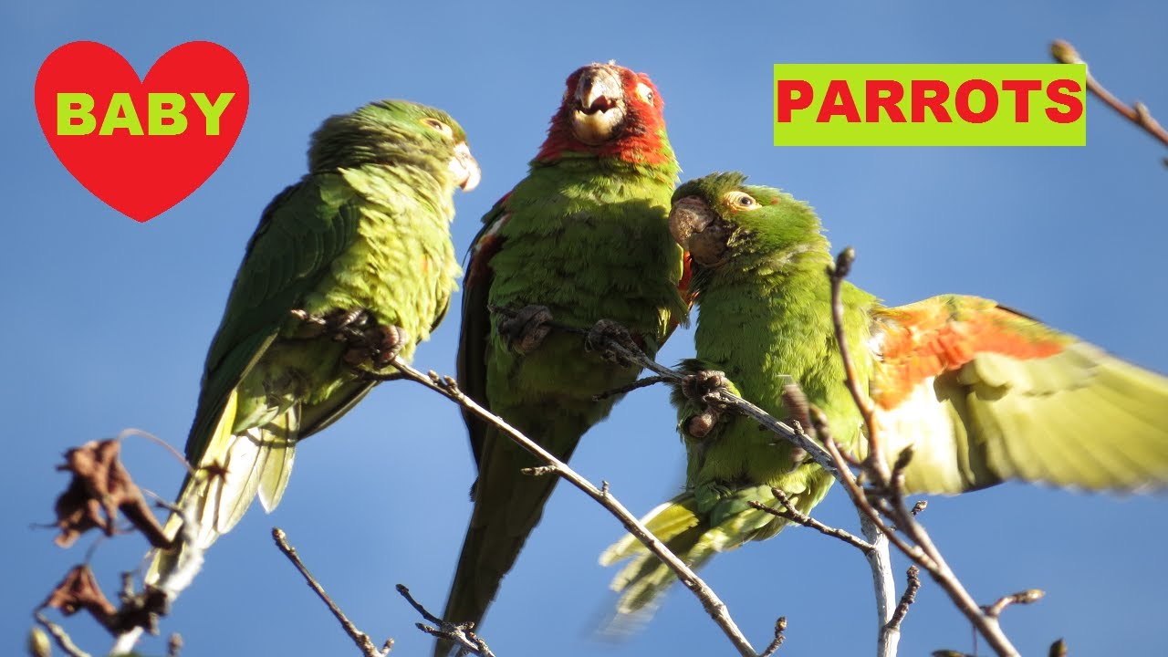 BABY PARROT being fed ~ Wild Cherry Headed Conures ~ California Parrots ...