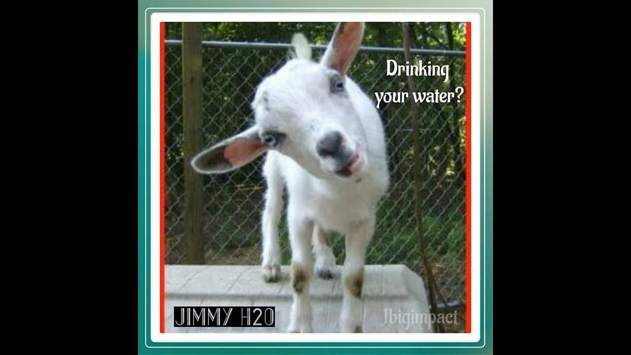 Jimmy the goat - YouTube