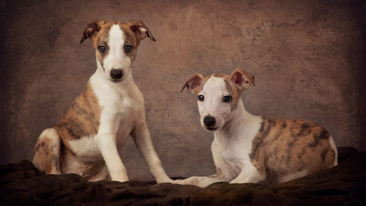 Get to Know the Loving and Gentle Whippet - YouTube