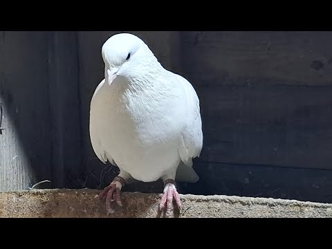 GöyərçinLər üçün Qızışdırıcı \