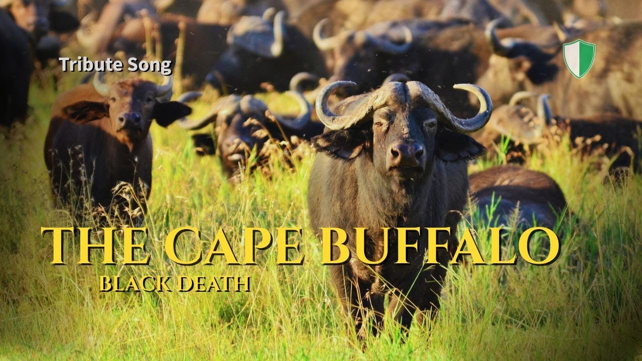 Cape Buffalo Tribute Song - Black Death - YouTube