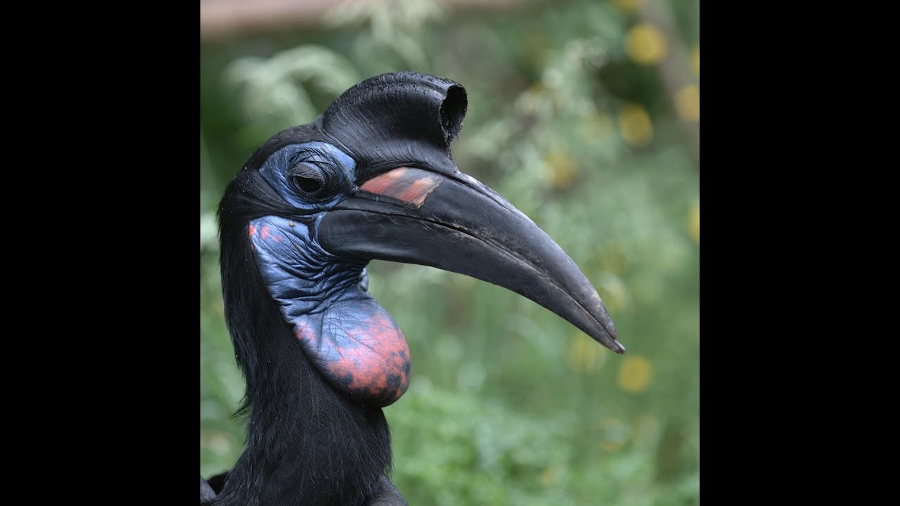 New Mandela Effect Creatures - YouTube