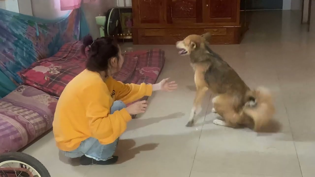 Wow awesome helper KOKO find the way to help Davann - YouTube