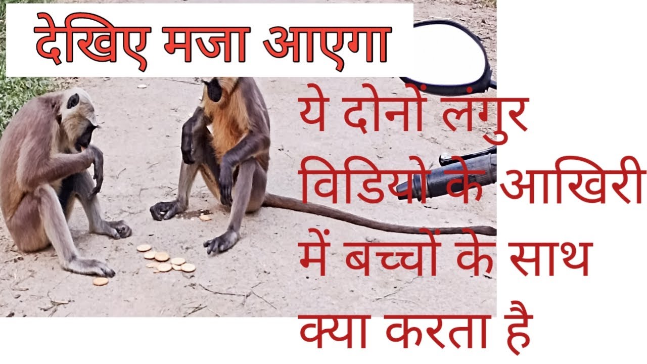 Bandar bhalu ka khel banar bhalu ka khel banar ka khel bandar ka khel ...