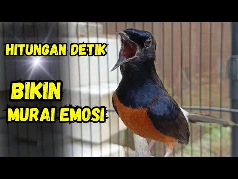 AWAS ! murai batu gacor AMPUH BUAT PANCINGAN MURAI BATU MENJADIKAN murai batu agar cepat bunyi NYAUT