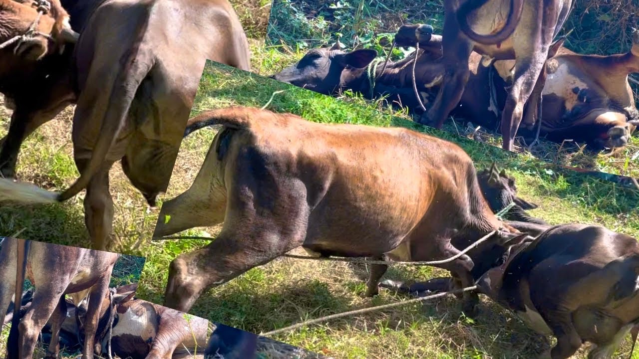 Real Village Cow Fight | Power of Nature in Action 🐄💥#cow #cowfighting ...