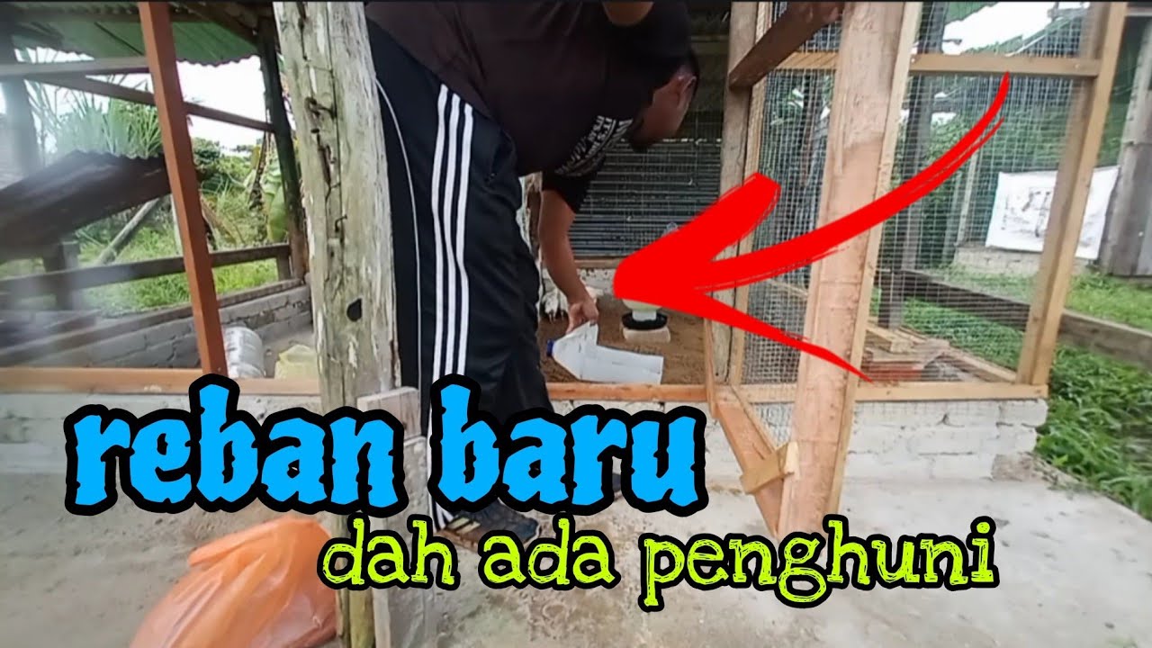 [Episod1357] reban baru buat kini dah ada penghuni tetap. 😍 - YouTube