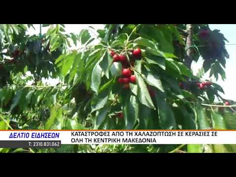 ΚΑΤΑΣΤΡΟΦΕΣ ΑΠΟ ΤΗ ΧΑΛΑΖΟΠΤΩΣΗ ΣΕ ΚΕΡΑΣΙΕΣ ΣΕ ΟΛΗ ΤΗ ΚΕΝΤΡΙΚΗ ΜΑΚΕΔΟΝΙΑ ...