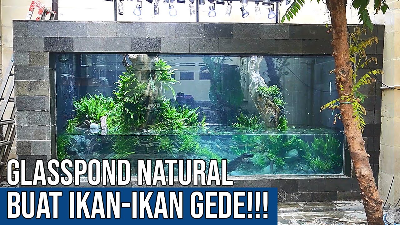 GLASSPOND NATURAL BUAT IKAN-IKAN GEDE!!! - YouTube