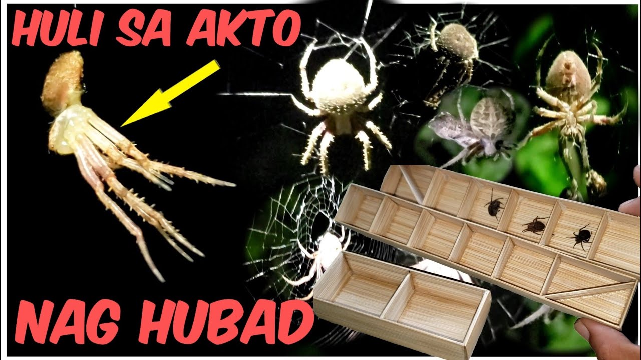 GUMAWA AKO NG PITAK / LALAGYAN NG GAGAMBA BAGO KAMI NAG HANAP. - YouTube