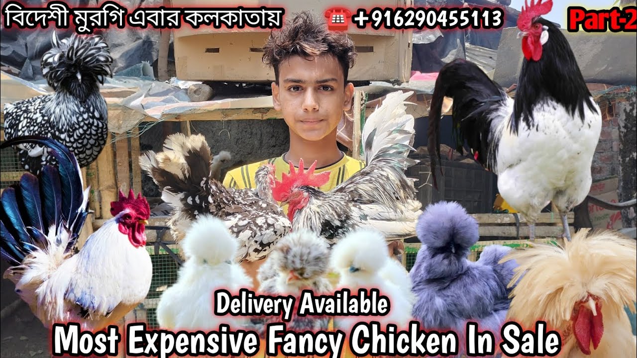 Most Expensive Fancy Chicken In Sale ll Delivery Available !! at very ...