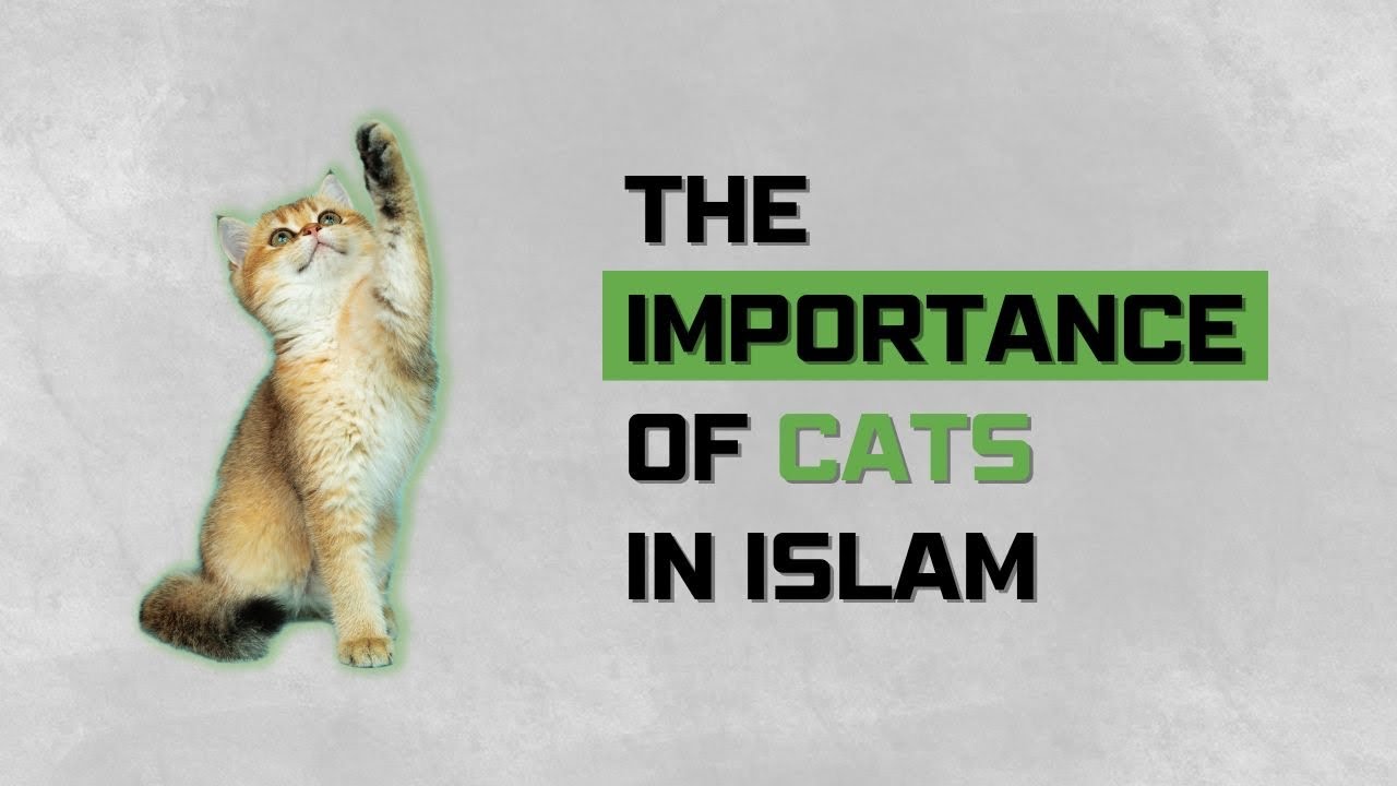 The importance of Cats in Islam ☪️!! - YouTube