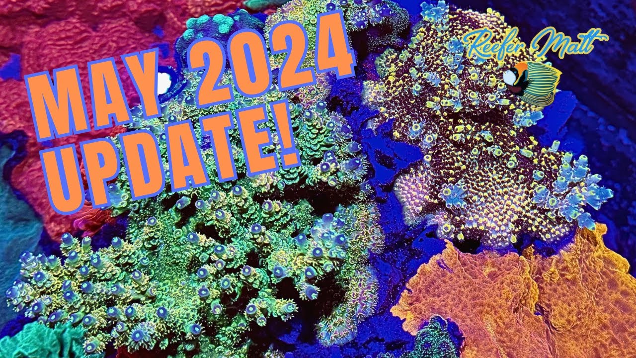 May 2024 Reef Tank Updates - YouTube