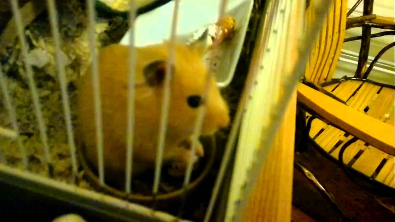 Frozen Hamster! - YouTube