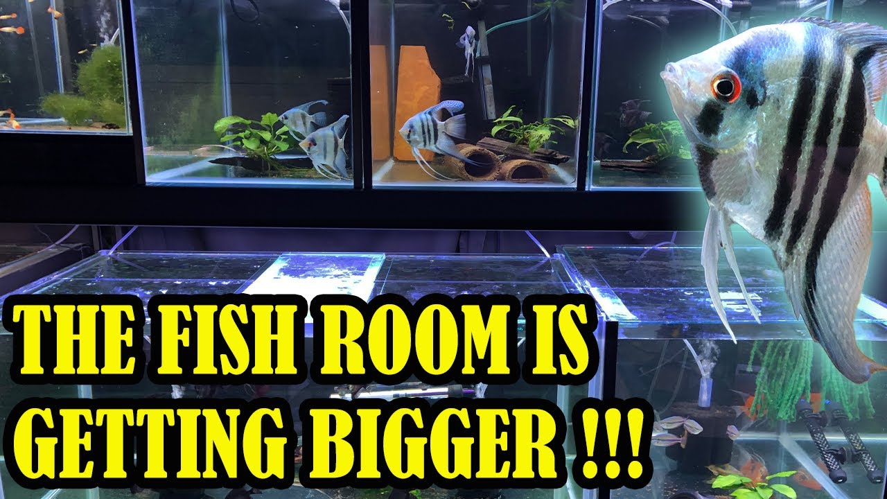 Fish Room Expansion (PART 1) - YouTube