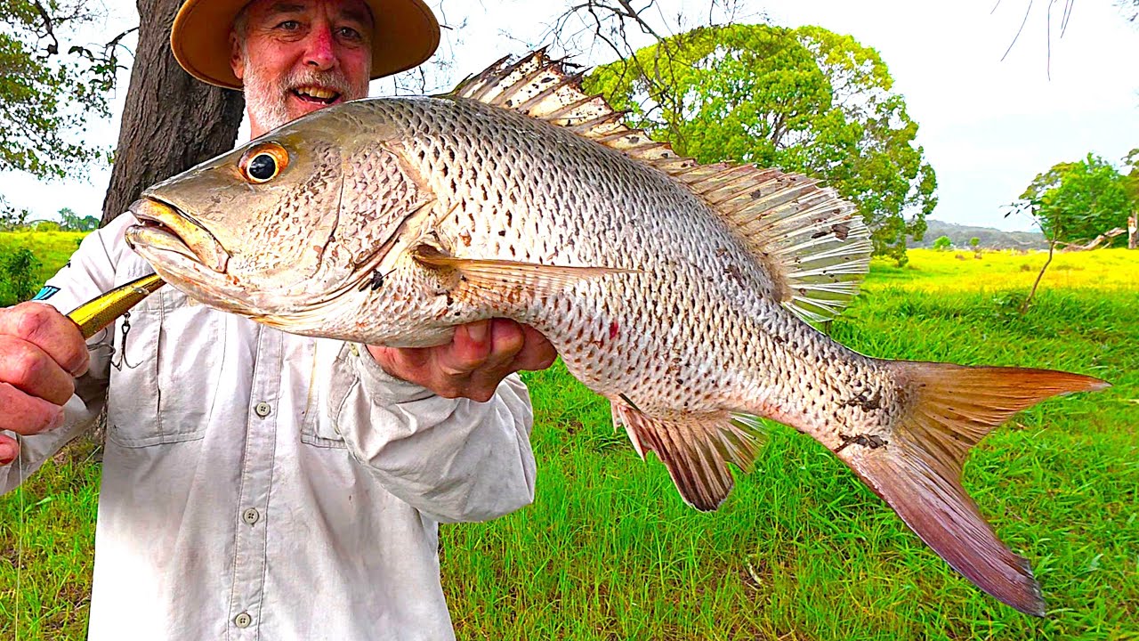 Hunt for GIANT JACKS: Mangrove Jack Fishing NSW - YouTube
