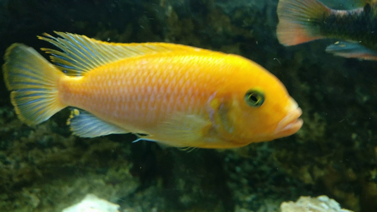 Ciclide Africane Malawi - YouTube