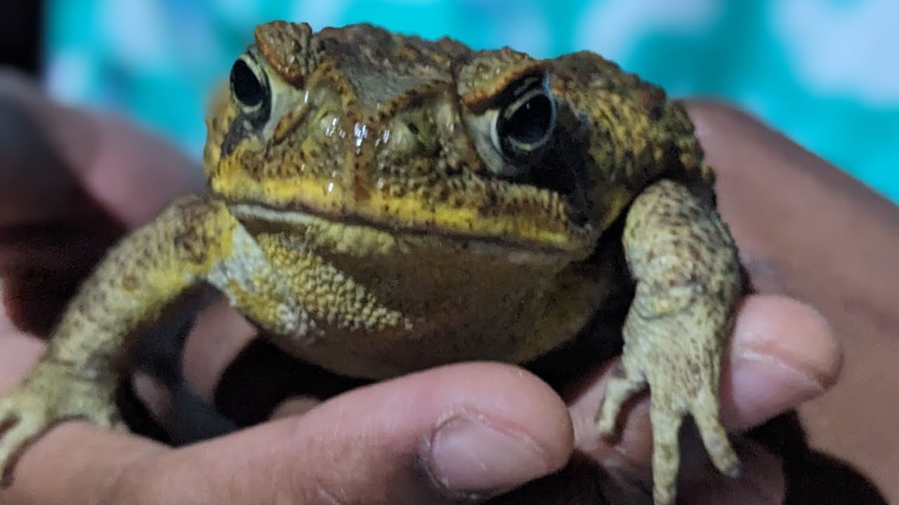 Night Toad Surprise!!! 🐸 - YouTube