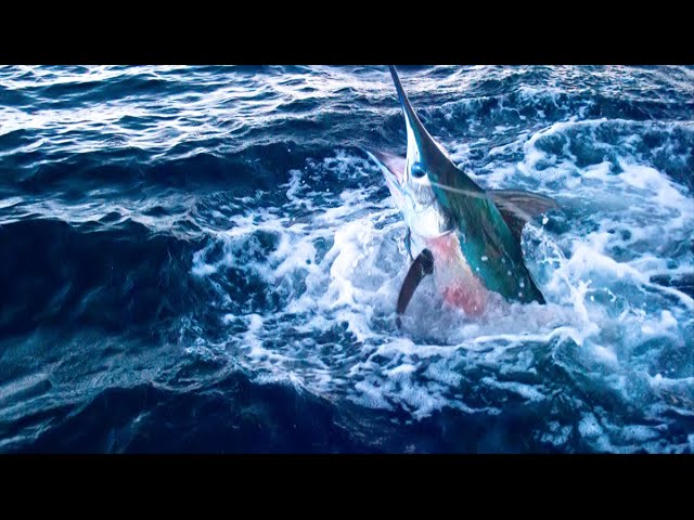 Biggest Blue Marlin World Record
