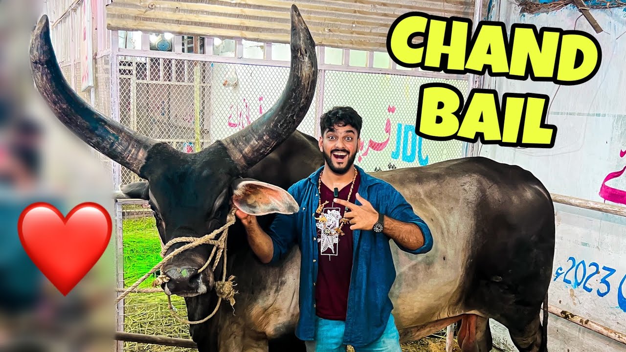 DUNYA KA SAB SE BARA CHAND BAIL 😍| BAKRA EID | COW VLOG 🥰 - YouTube