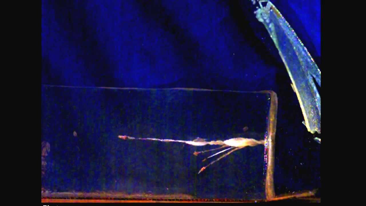 G2 Research 9mm RIP versus vehicle front windshield - YouTube