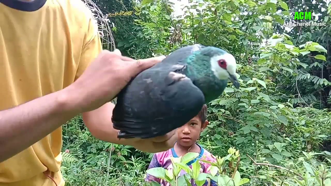 Edisi 29 Maret 2021 Video Pikat Merpati Hutan Part2 - YouTube