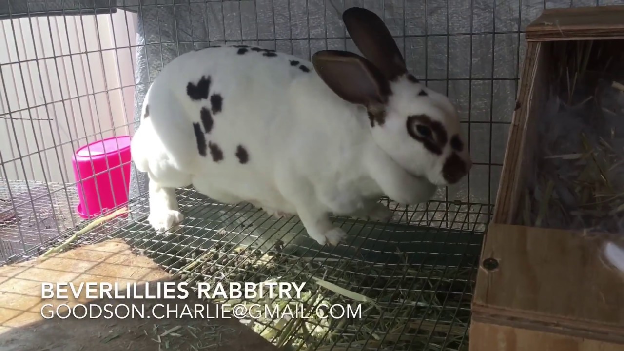 Baby Rabbits: Two Days Old - watch us grow. - YouTube