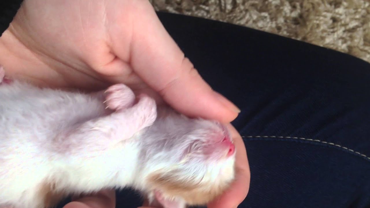 Kitten has fading syndrome :(( - YouTube