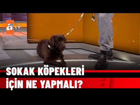 Tehlikeli ırk mı, tehlikeli sahip mi? - atv Haber 20 ocak 2022