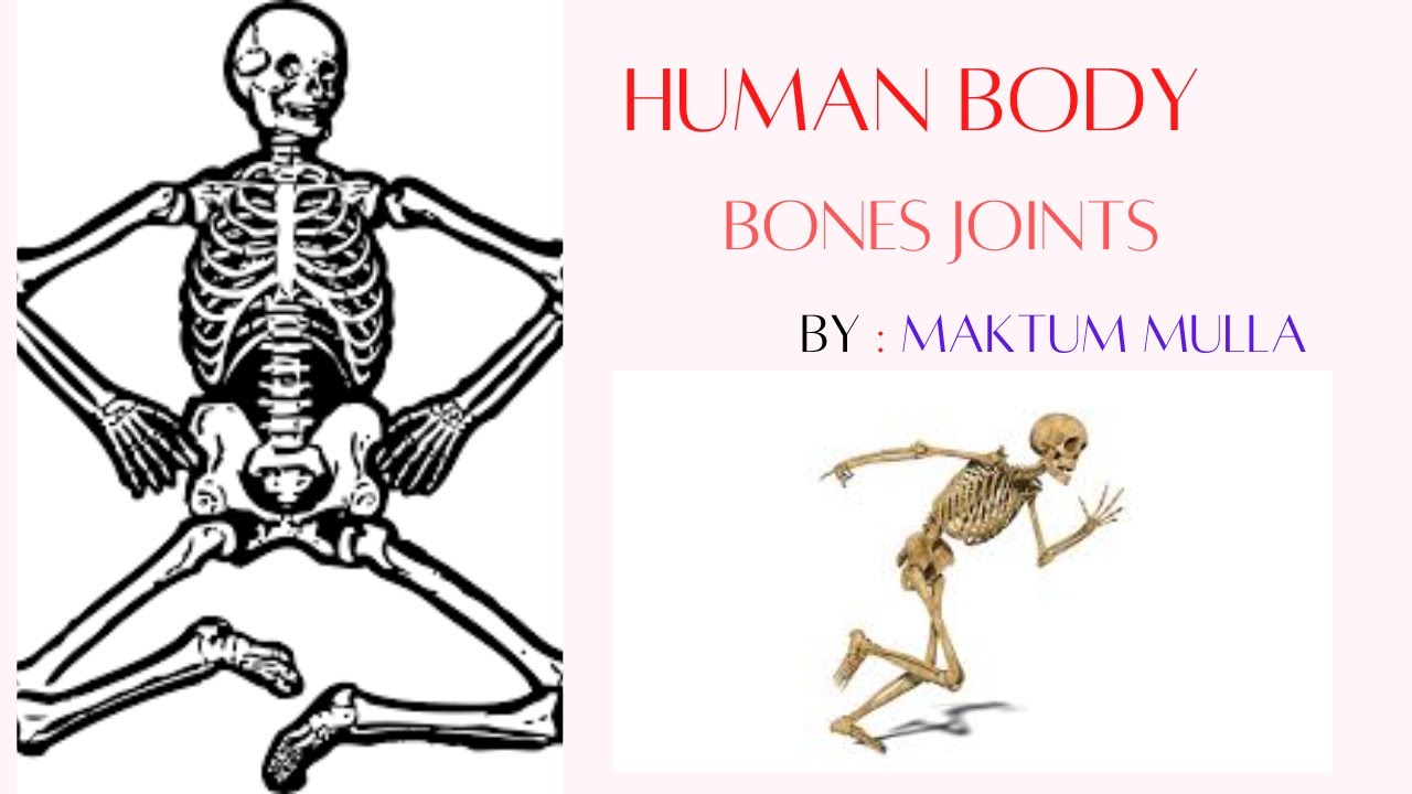 BONES AND MOVEMENTS OUR BODY 6 CLASS - YouTube
