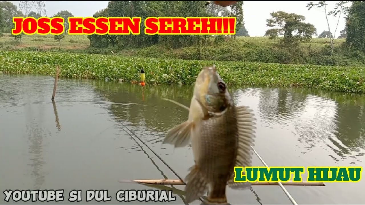 BARU COBA ESSEN SEREH LANGSUNG JOSS!!! HARUS RAJIN SETTING PELAMPUNG ...