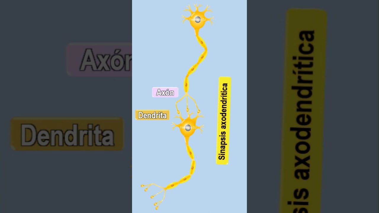 Fisiología: Sinapsis axodendrítica - YouTube