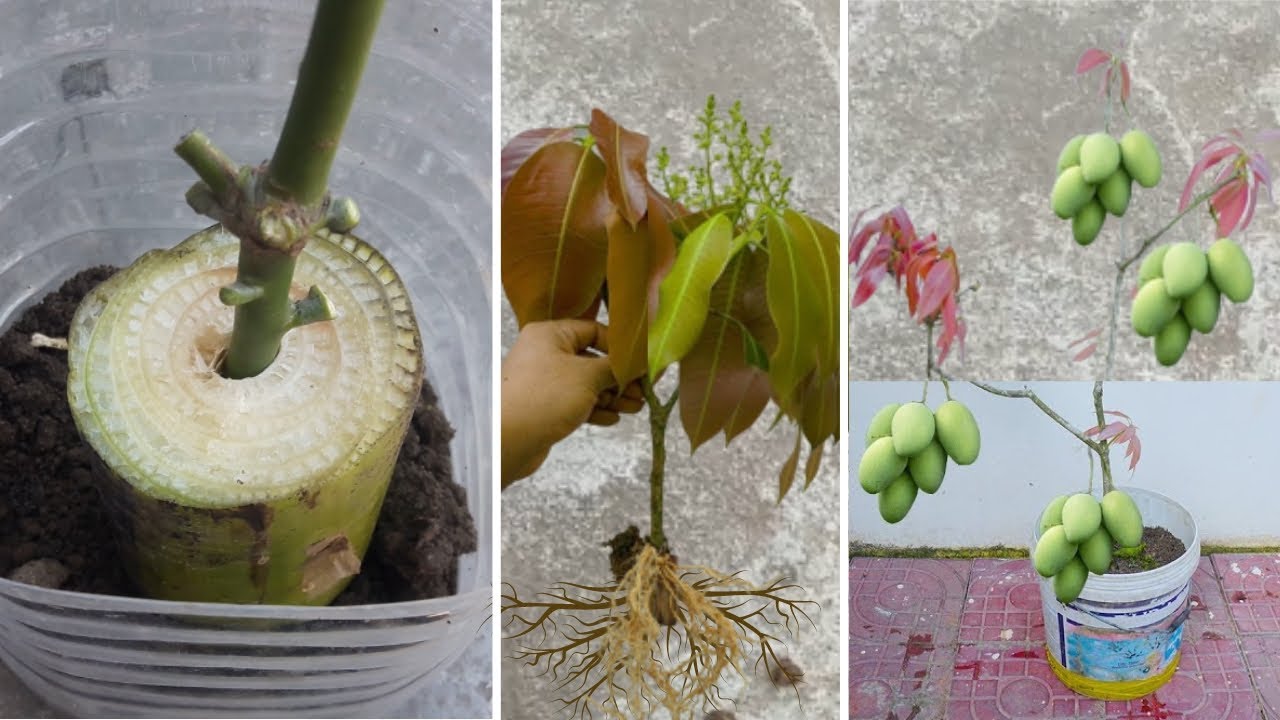 Propagate mango tree from cuttings - new techniques - YouTube